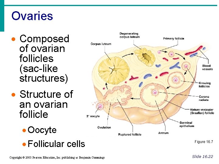 Female Reproductive System Ovaries Duct System Uterine tubes