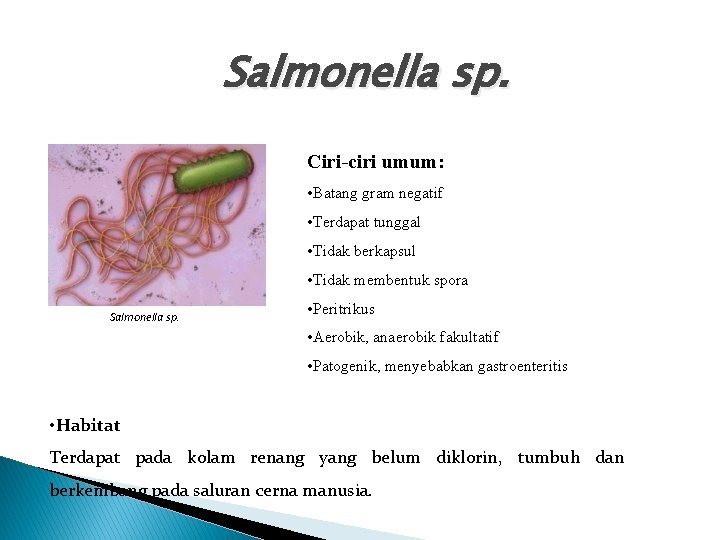 BAKTERI SALURAN CERNA DAN SALURAN NAFAS Bakteri Patogen