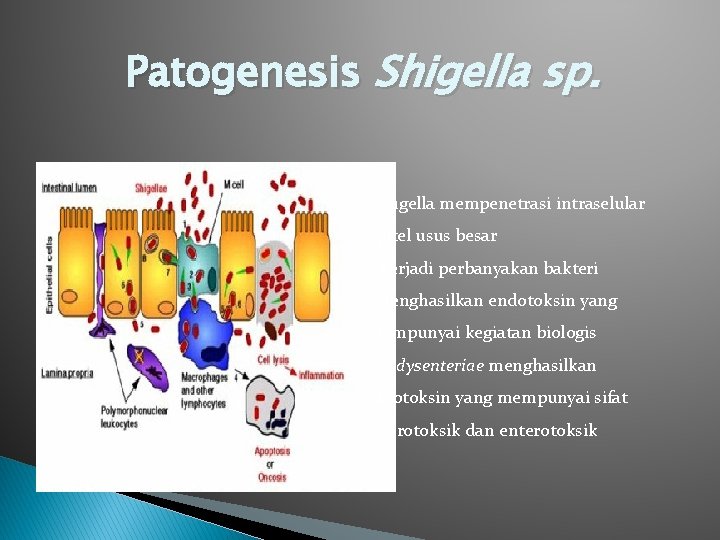 BAKTERI SALURAN CERNA DAN SALURAN NAFAS Bakteri Patogen