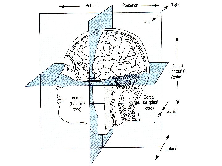 How is the nervous system relevant to behavior