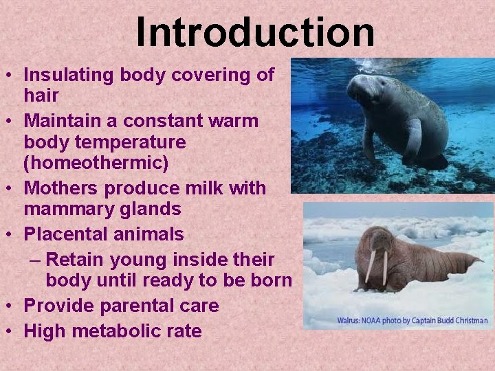 Chapter 12 Marine Mammals Introduction Insulating body covering