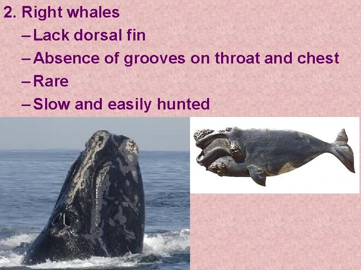 Chapter 12 Marine Mammals Introduction Insulating body covering