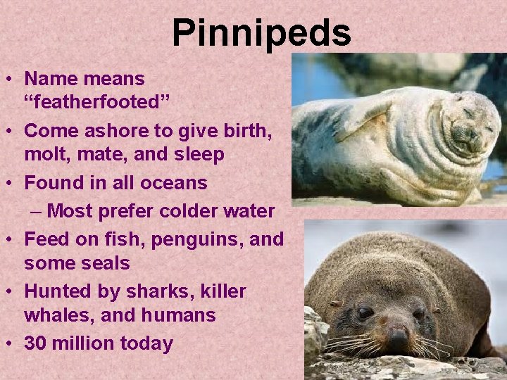 Chapter 12 Marine Mammals Introduction Insulating body covering