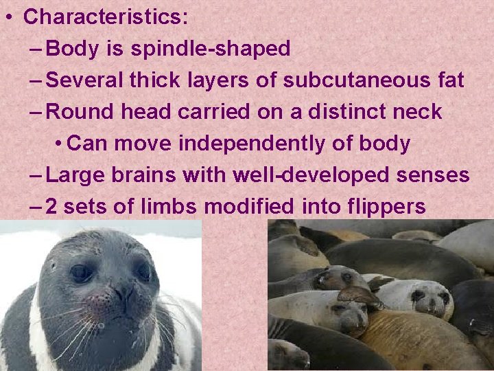 Chapter 12 Marine Mammals Introduction Insulating body covering