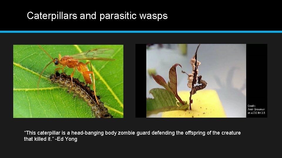 Zombie roaches and other parasite tails Caleb Laney