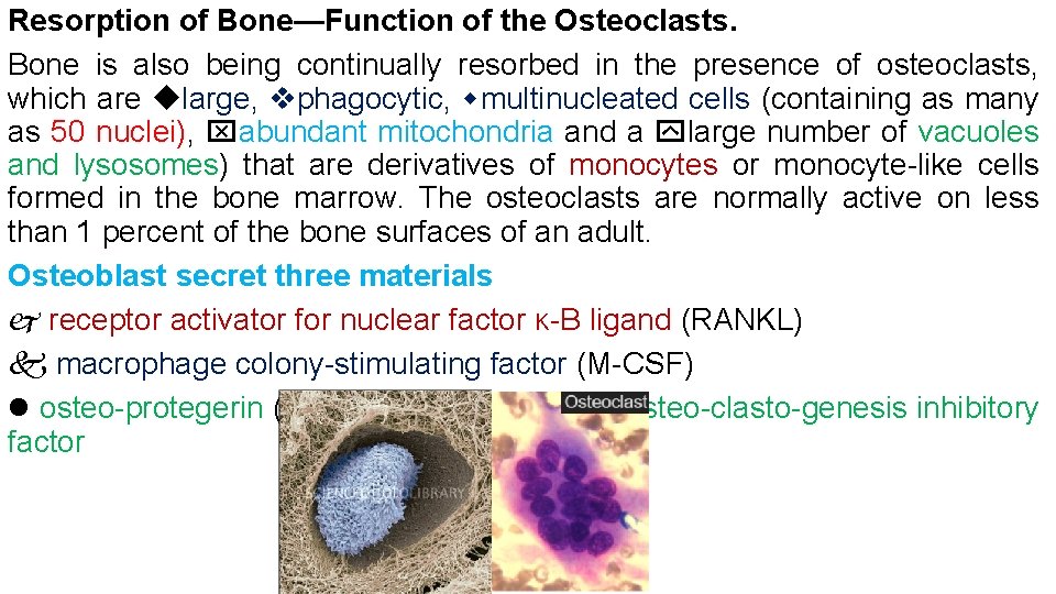 Bone remodeling Deposition of Bone by the Osteoblasts