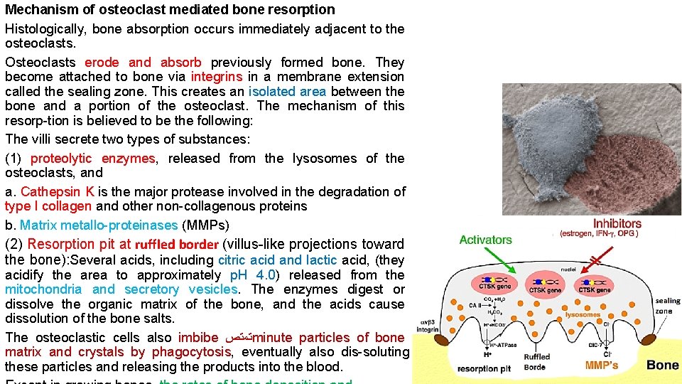 Bone remodeling Deposition of Bone by the Osteoblasts