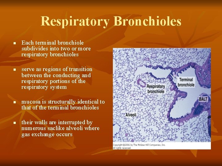 Respiratory System 2 Prof Dr Mohammed Hisham AlMuhtaseb