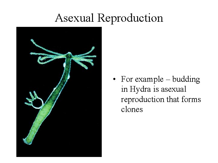 Meiosis Heredity and Variation Heredity Is the transmission