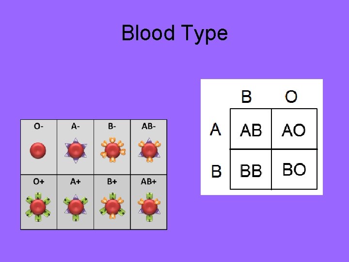 Genetics Quick Review Mitosis Formation of Body cells