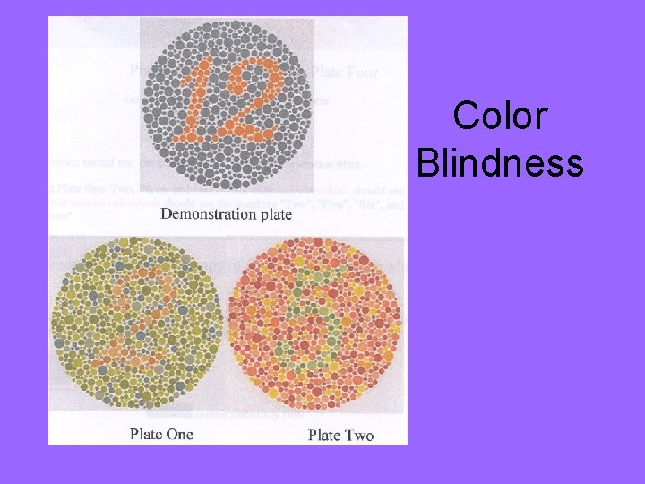 Genetics Quick Review Mitosis Formation of Body cells