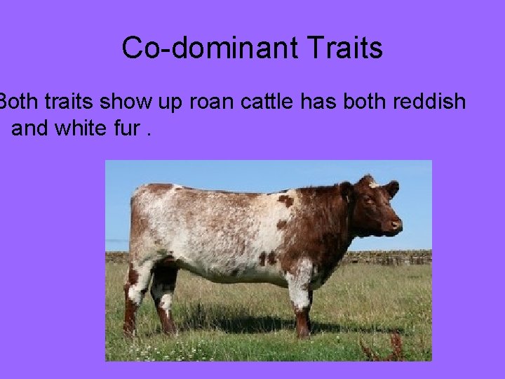 Genetics Quick Review Mitosis Formation of Body cells