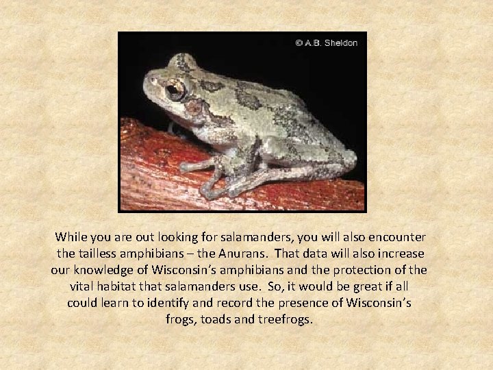 Frog Toad and Treefrog Identification Guide Citizen Monitoring