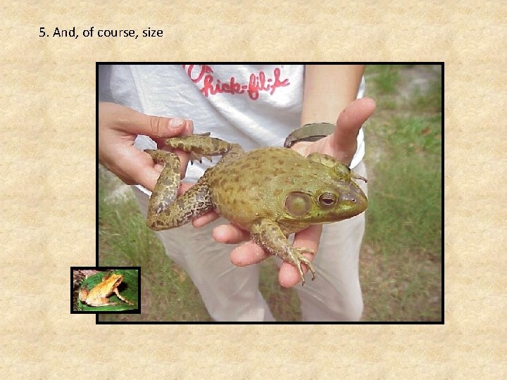 Frog Toad and Treefrog Identification Guide Citizen Monitoring