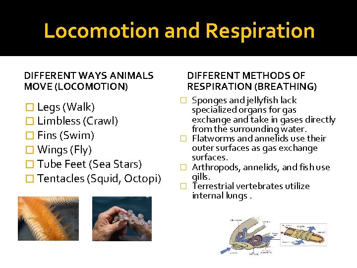 Characteristics of ANIMALS ALL Animals are Belong to
