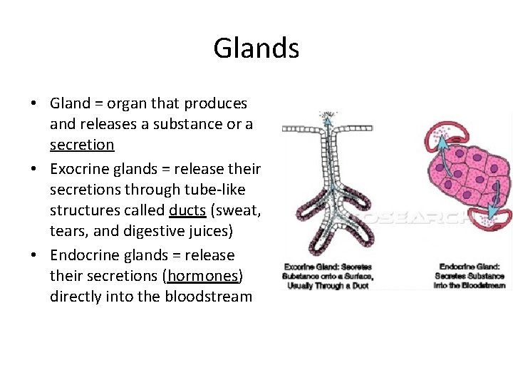 The Endocrine System Endocrine System Remember Your nervous