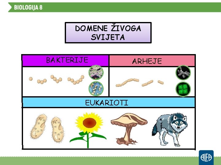 DOMENE IVOGA SVIJETA BAKTERIJE L EUKARIOTI ARHEJE BAKTERIJE