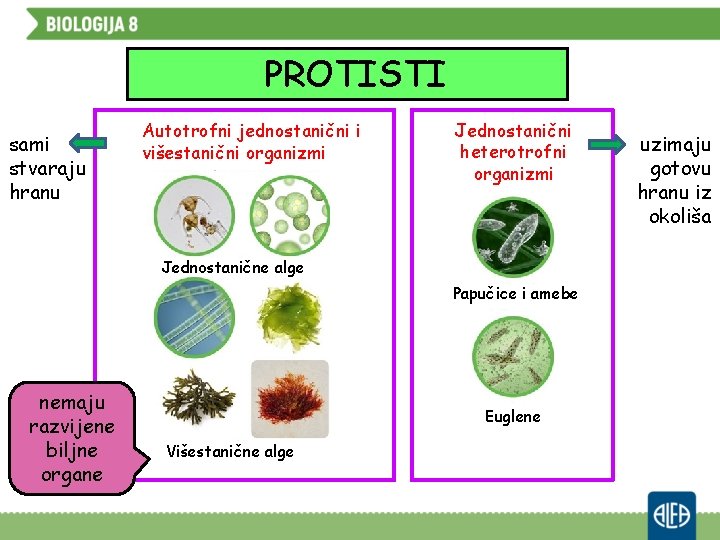 DOMENE IVOGA SVIJETA BAKTERIJE L EUKARIOTI ARHEJE BAKTERIJE