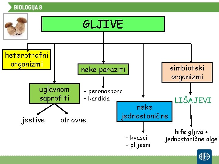 DOMENE IVOGA SVIJETA BAKTERIJE L EUKARIOTI ARHEJE BAKTERIJE