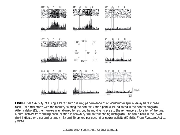 Chapter 50 The Prefrontal Cortex and Executive Brain
