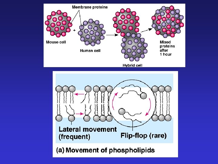 The Plasma Membrane Gateway to the Cell The