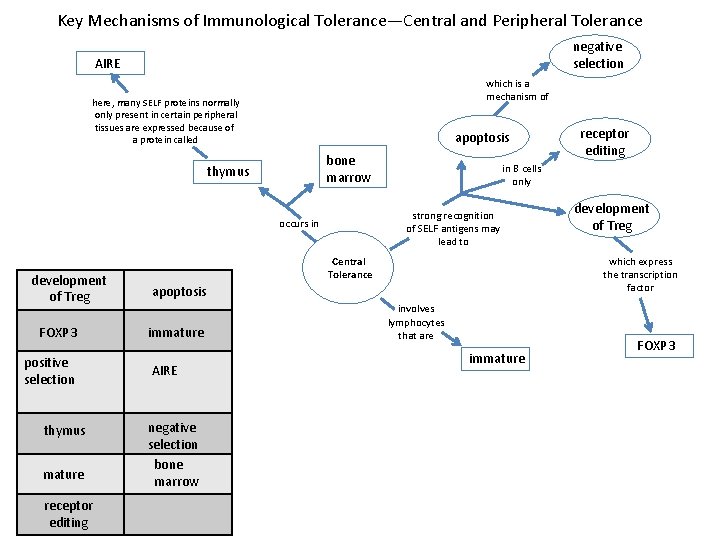 Key Mechanisms of Immunological ToleranceCentral and Peripheral Tolerance