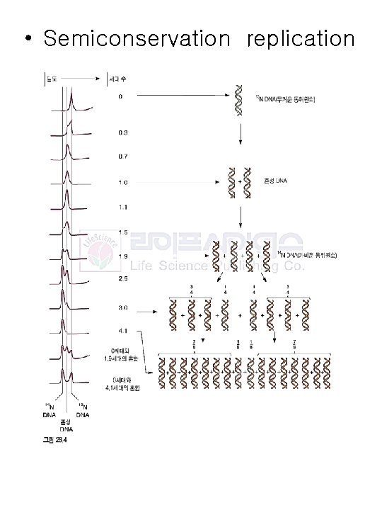Chapt DNA Replication 1 1 Semiconservation replication 5