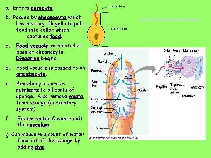 PHYLUM PORIFERA SPONGES I General Information 1 Porifera