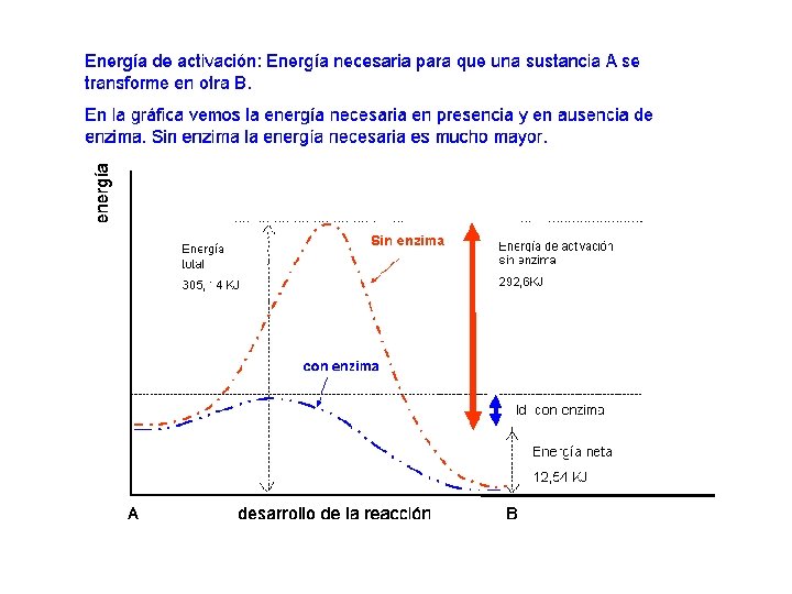 LAS ENZIMAS REACCIN EXERGNICA REACCIN ENDERGNICA METABOLISMO Catabolismo