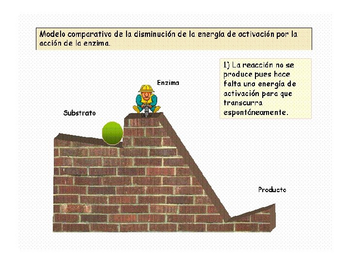 LAS ENZIMAS REACCIN EXERGNICA REACCIN ENDERGNICA METABOLISMO Catabolismo