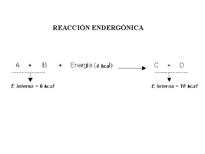 LAS ENZIMAS REACCIN EXERGNICA REACCIN ENDERGNICA METABOLISMO Catabolismo