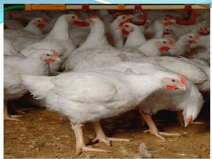 Introduction to Poultry Science By AbdUrRehman Lecturer Department