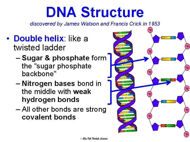 DNA The Blueprint of Life DNA stands for