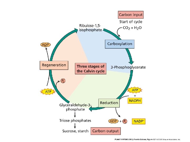 Topics 1 Carbon fixation Calvin Cycle 2 Regulation