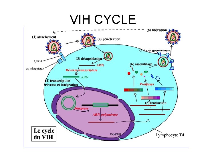 VIH SIDA VIH Structure du virus cycle UNE