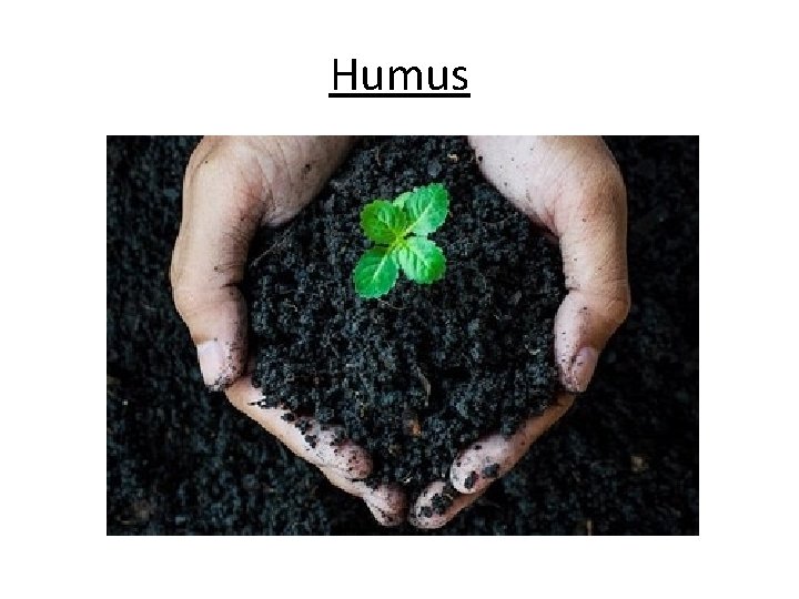 COMPOSTING Mary Jane Bonelitz and Doug Hoffman Master