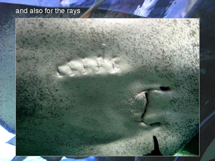 Systematic Fish Pathology Part 1 Consider the Fish