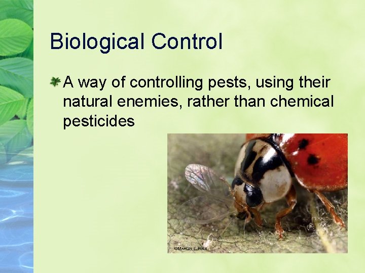 Topic 6 7 Biological control IntroducedIndicator Species POS