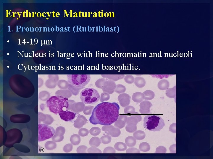 Practical Hematology Lab LAB 12 Normal Cell Maturation