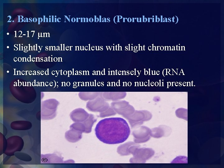 Practical Hematology Lab LAB 12 Normal Cell Maturation
