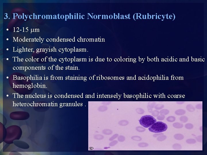 Practical Hematology Lab LAB 12 Normal Cell Maturation
