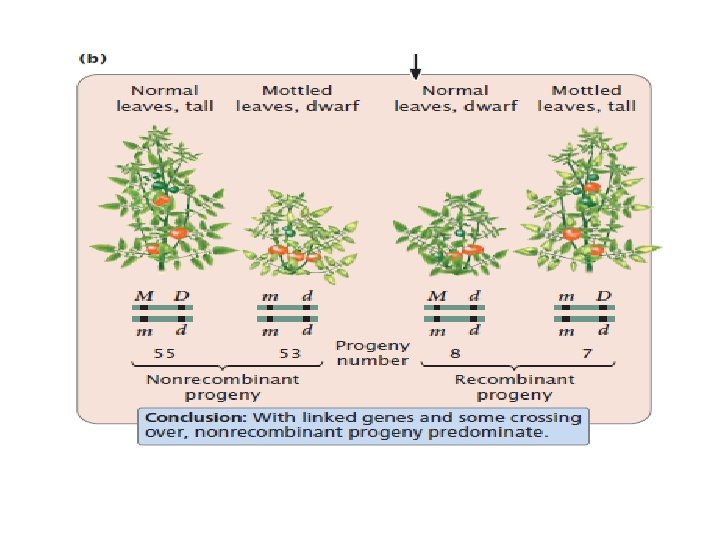 Linkage Recombination and Eukaryotic Gene Mapping Genetics Calculating