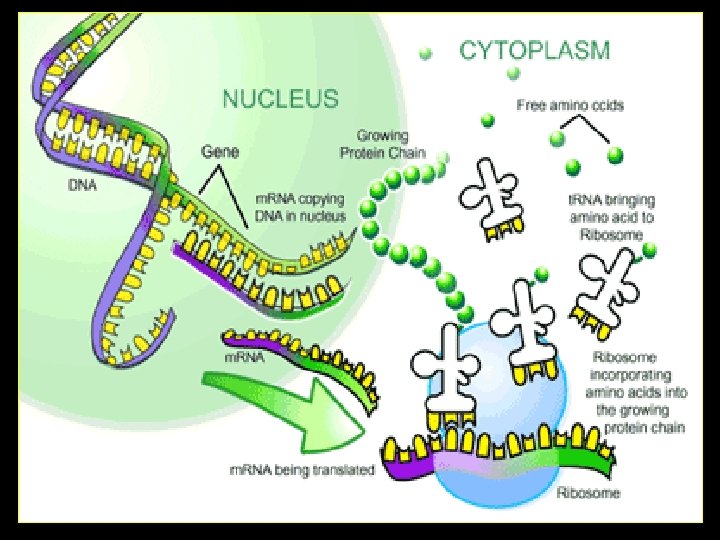 RIBONUCLEIC ACID RNA HOW IS RNA DIFFERENT FROM