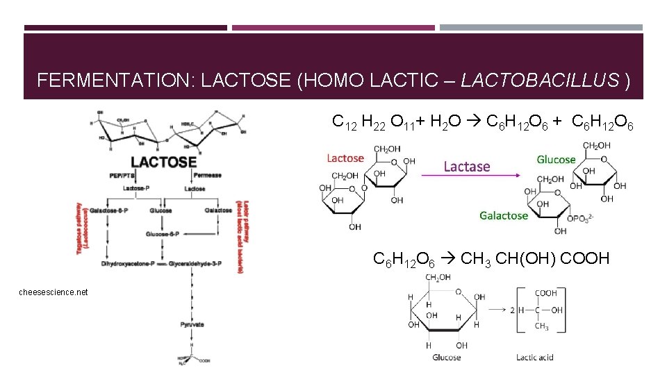WEEK 5 INCLASS WEDNESDAY FERMENTATION AND PHOTOSYNTHESIS FERMENTATION