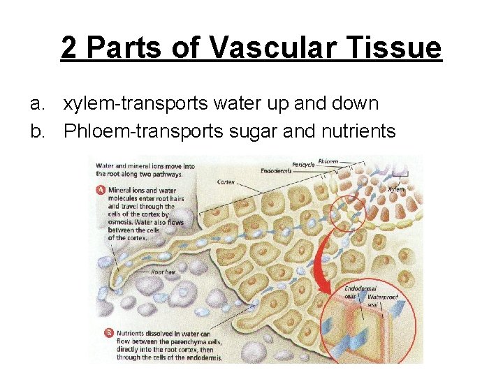 Vascular plants Have vascular tissue vessels that carry