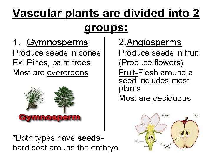 Vascular plants Have vascular tissue vessels that carry