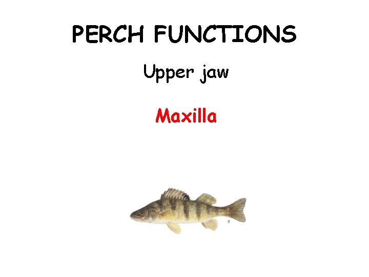 HONORS REVIEW FROG PERCH AND AMNIOTIC EGG Identify