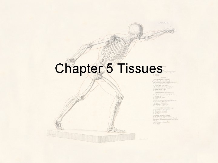 Chapter 5 Tissues 5 1 Introduction Cells are