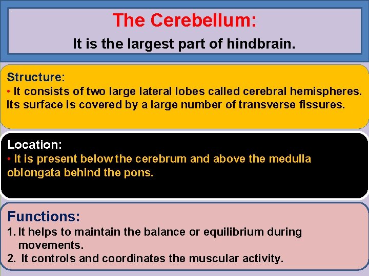 NERVOUS SYSTEM Class 7 Subject BIOLOGY Part 2