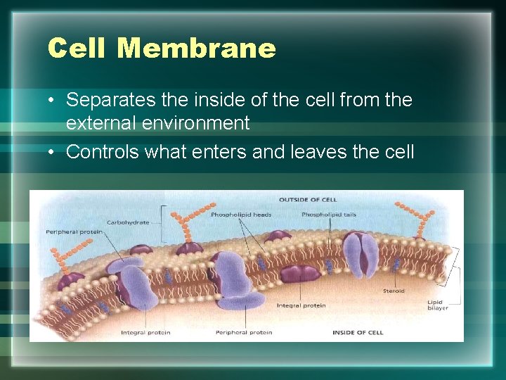 Parts of the Eukaryotic Cell Organelles Cell Membrane